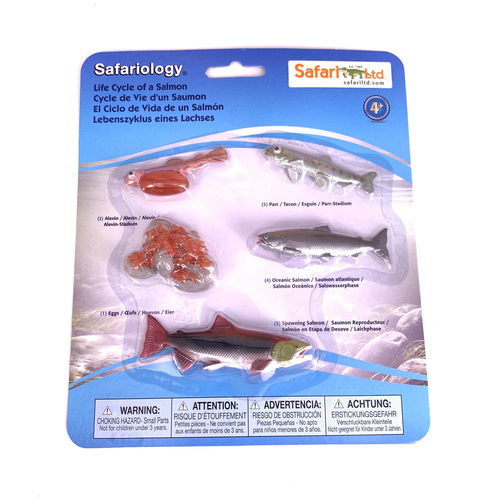 Life Cycle of a Salmon – Treasures From Jennifer