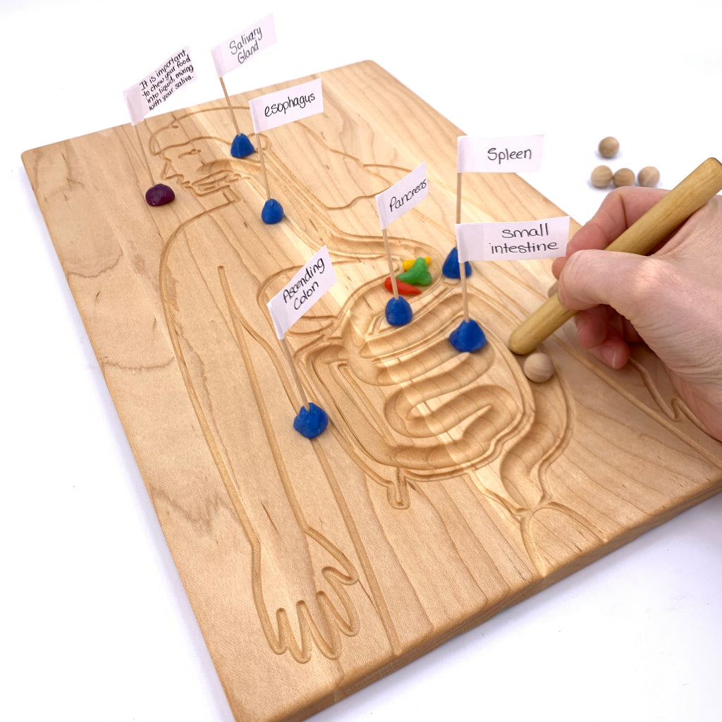 Digestive System Board – Treasures From Jennifer