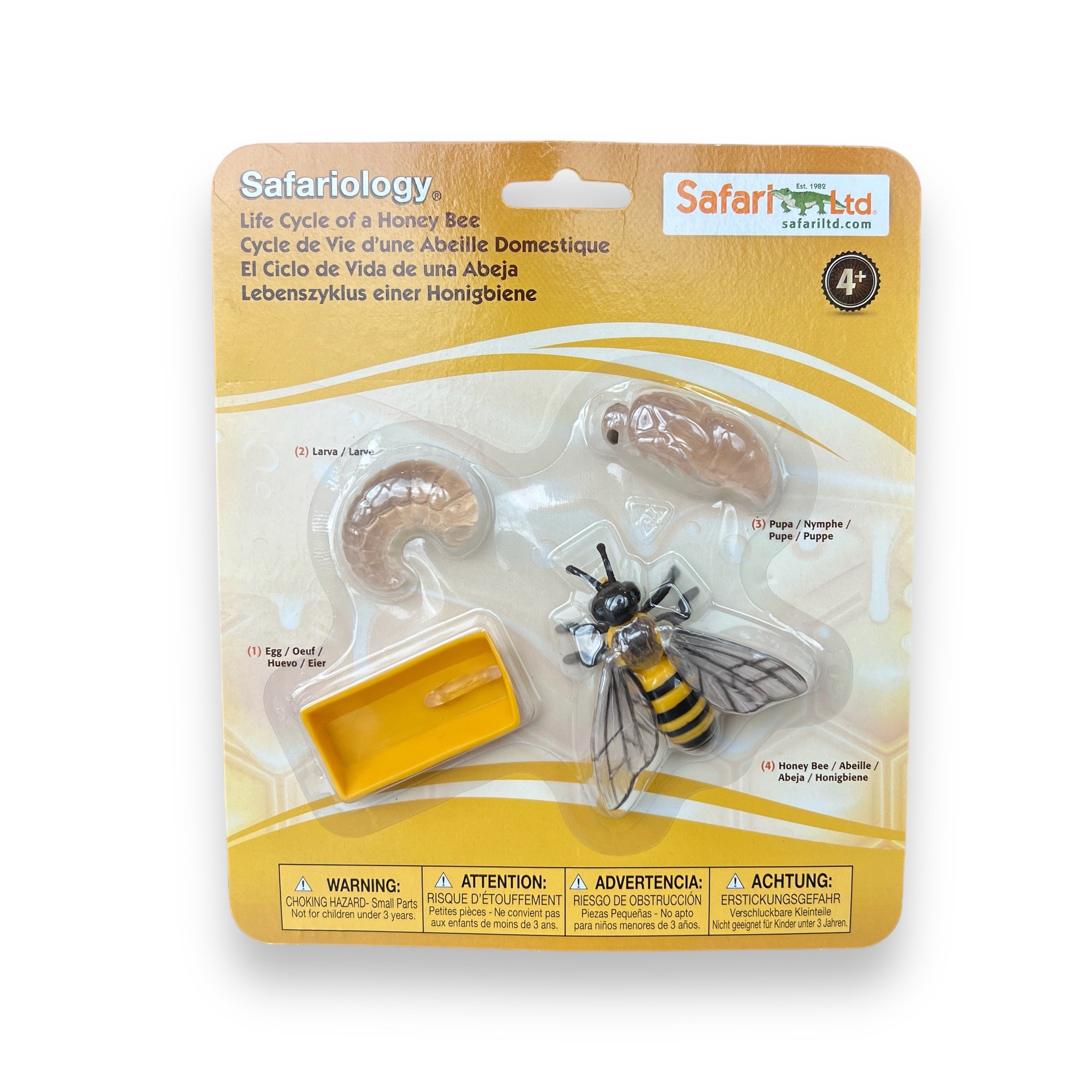 Honey Bees Life Cycle What Is The Lifecycle Of Honey Bees?